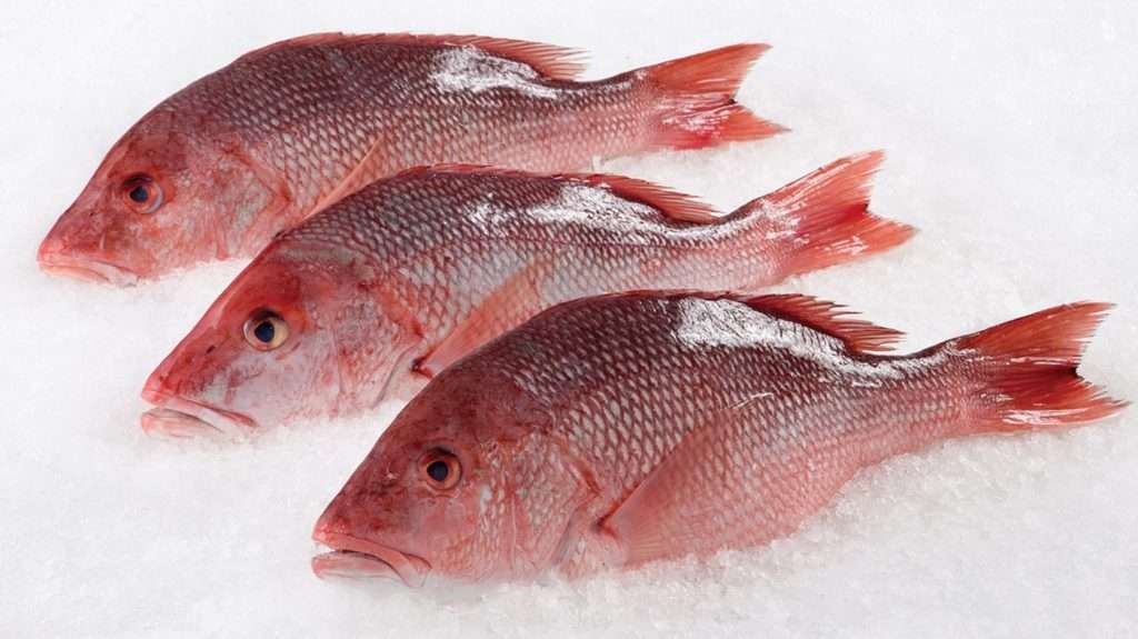 red snapper - M & I Foods